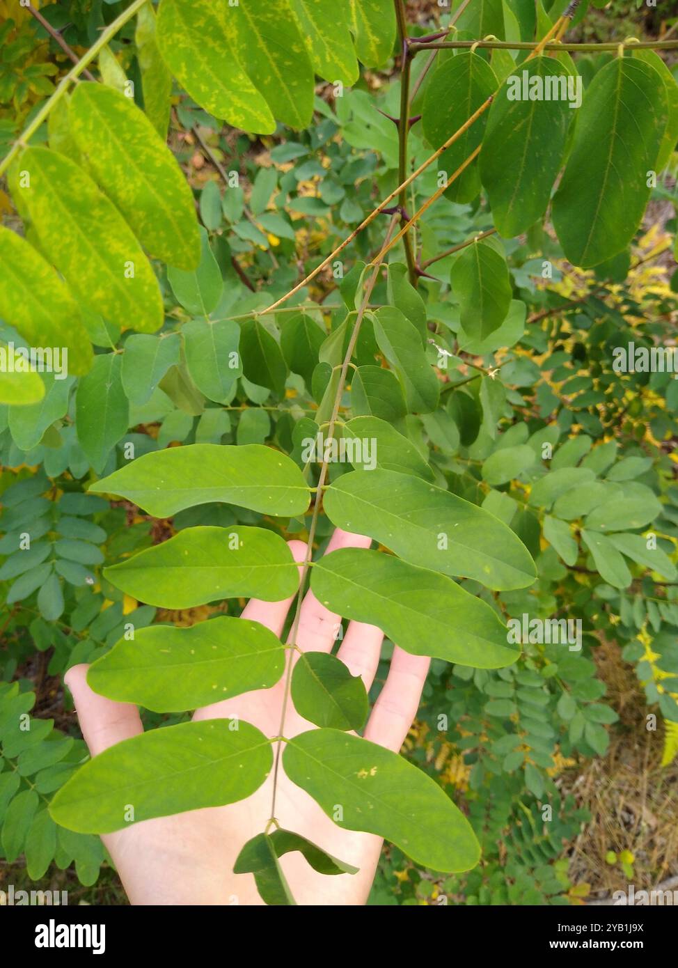 black locust (Robinia pseudoacacia) Plantae Stock Photo - Alamy