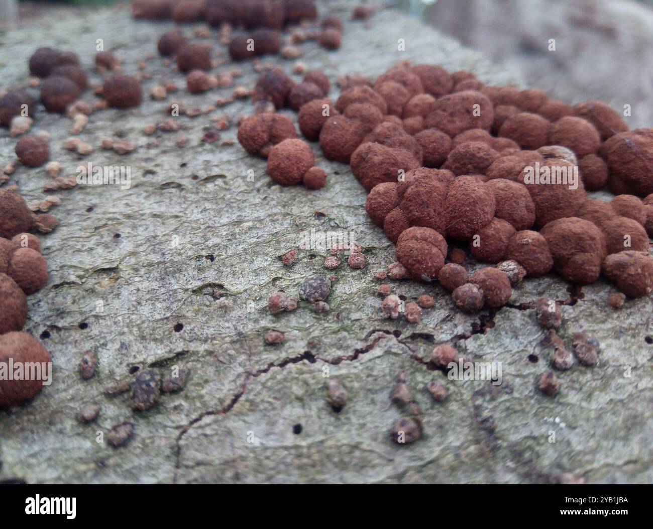 Beech Woodwart (Hypoxylon fragiforme) Fungi Stock Photo - Alamy