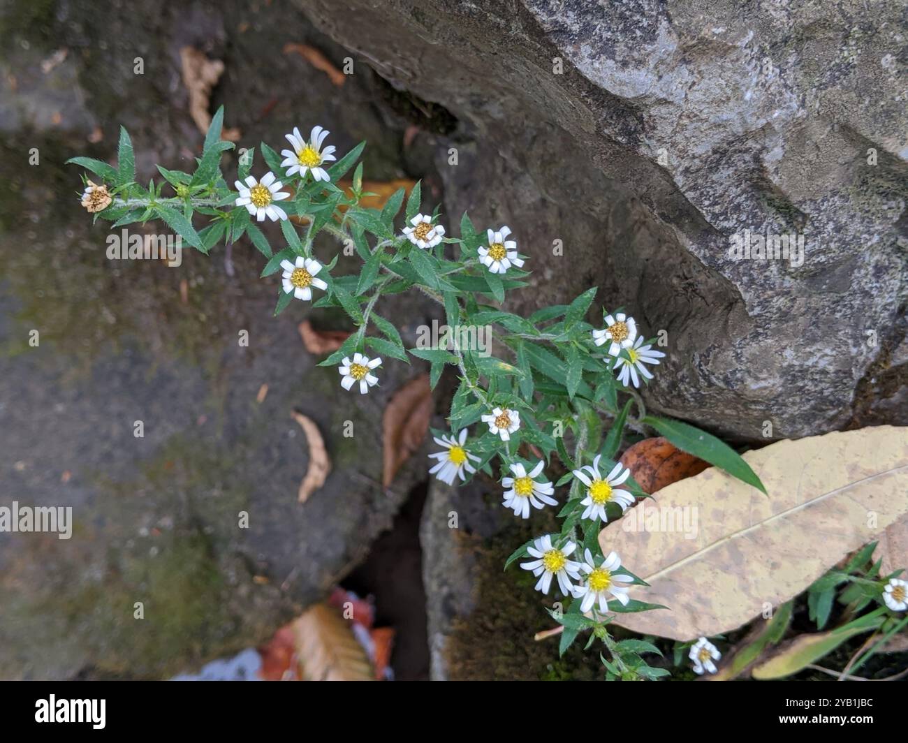 American asters (Symphyotrichum) Plantae Stock Photo - Alamy