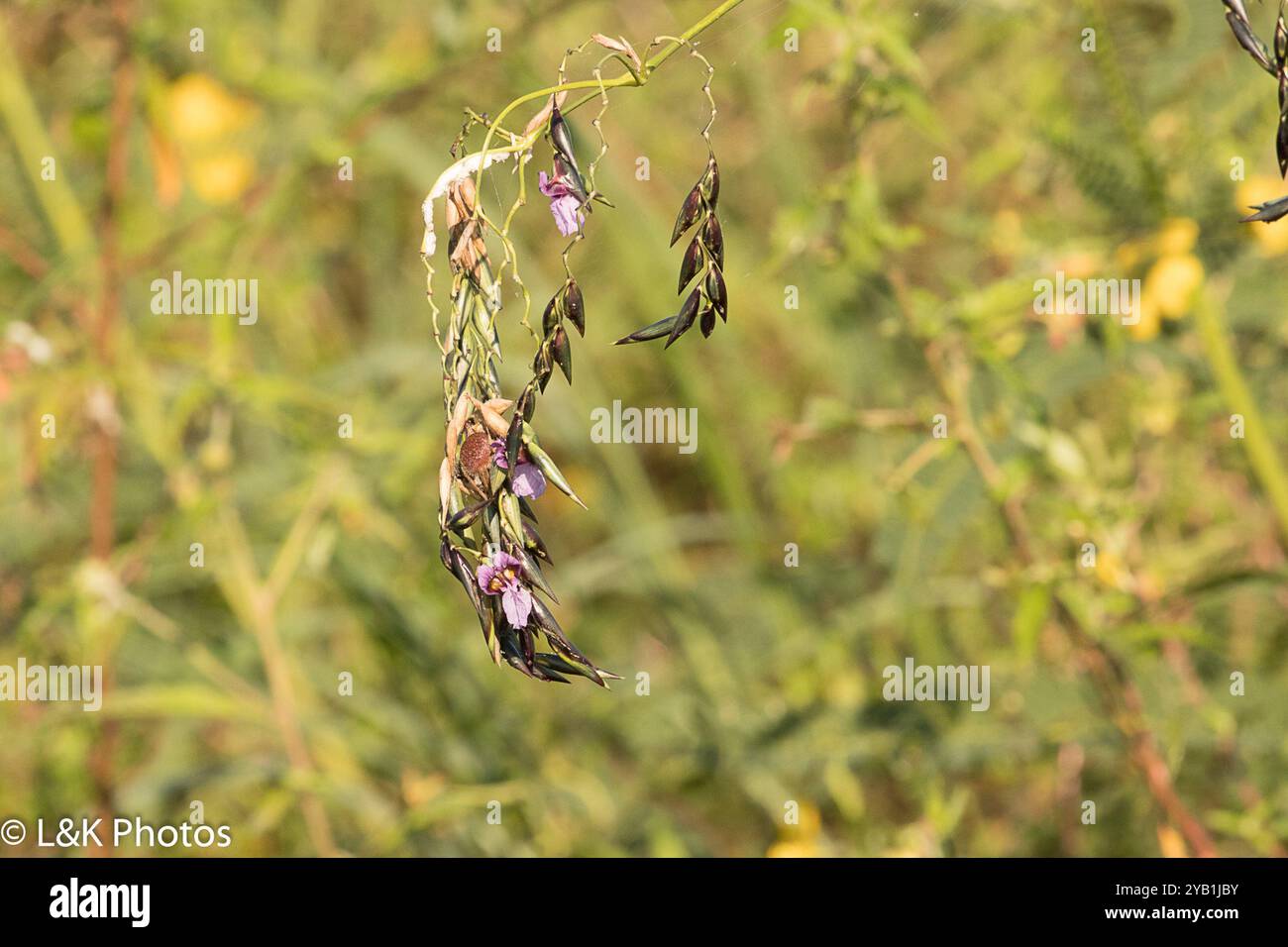 alligator flag (Thalia geniculata) Plantae Stock Photo - Alamy