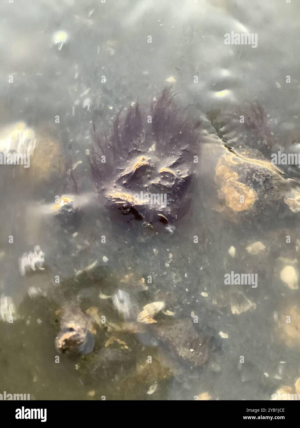 red algae (Rhodophyta) Plantae Stock Photo - Alamy