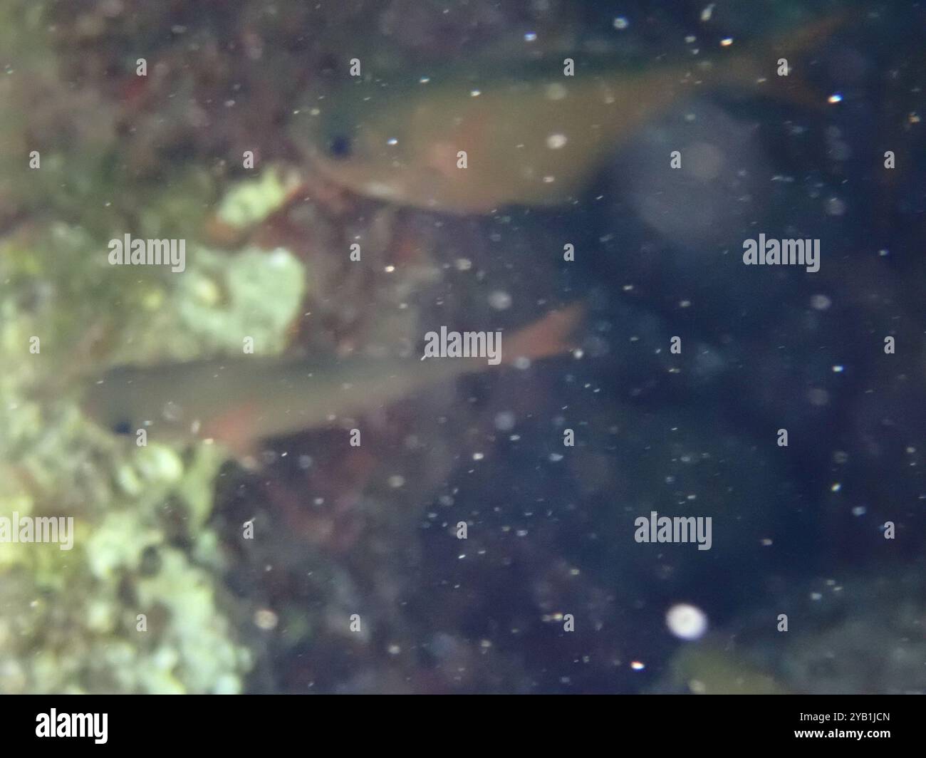 Rhomboid Sweeper (Pempheris rhomboidea) Actinopterygii Stock Photo - Alamy