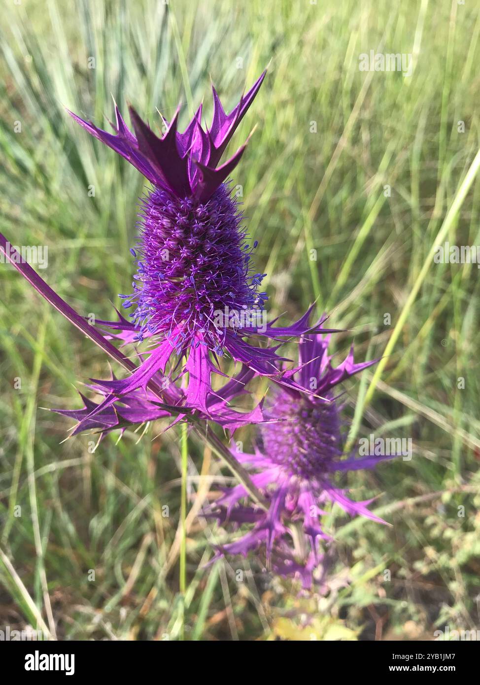 Leavenworth's eryngo (Eryngium leavenworthii) Plantae Stock Photo - Alamy
