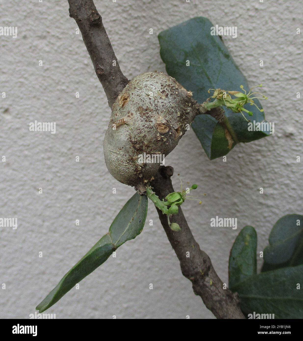 Boscia tree hi-res stock photography and images - Alamy