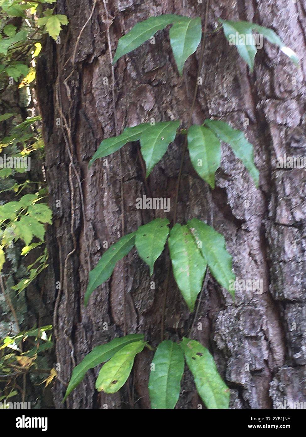 cross vine (Bignonia capreolata) Plantae Stock Photo - Alamy