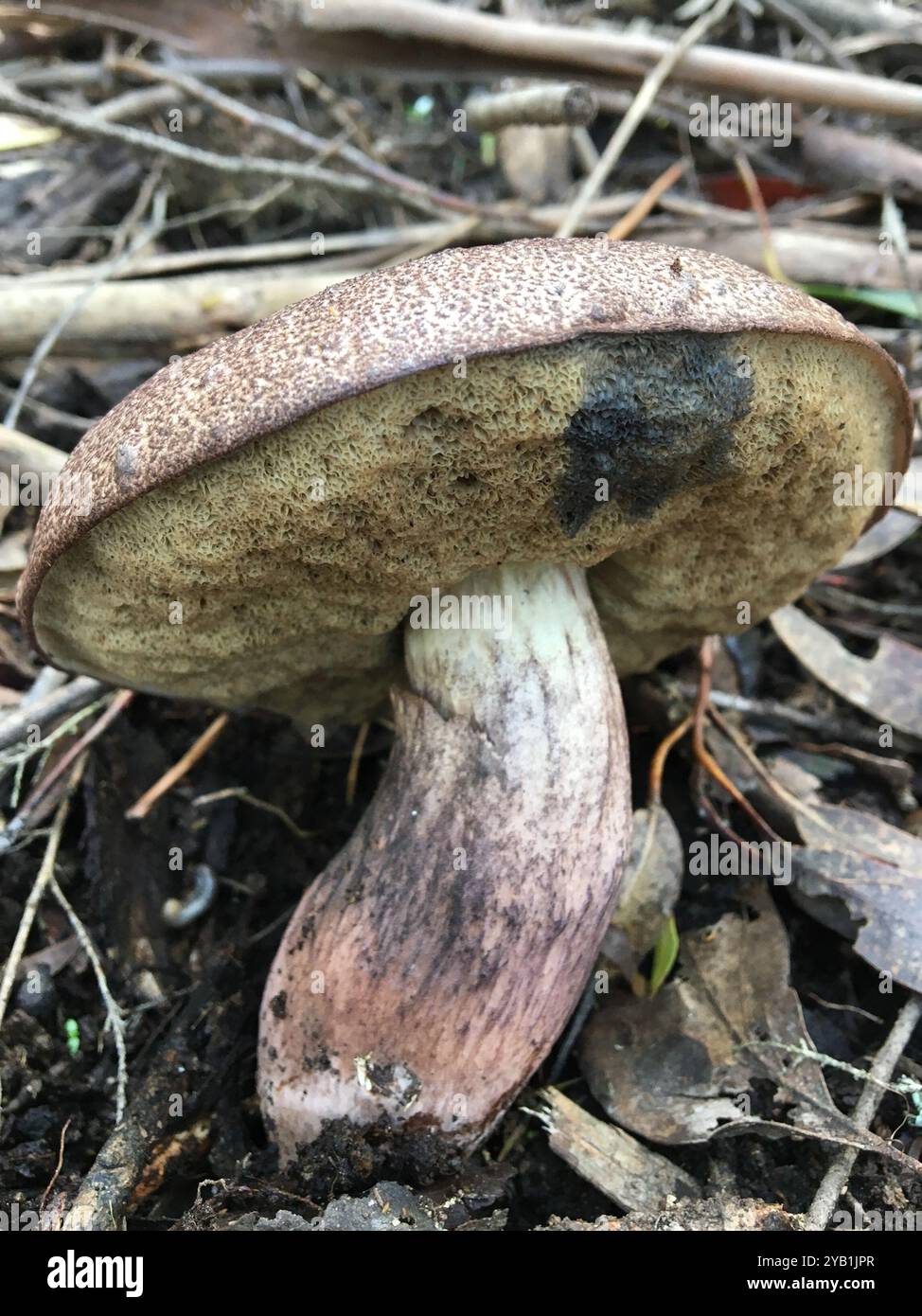 boletes (Boletaceae) Fungi Stock Photo - Alamy