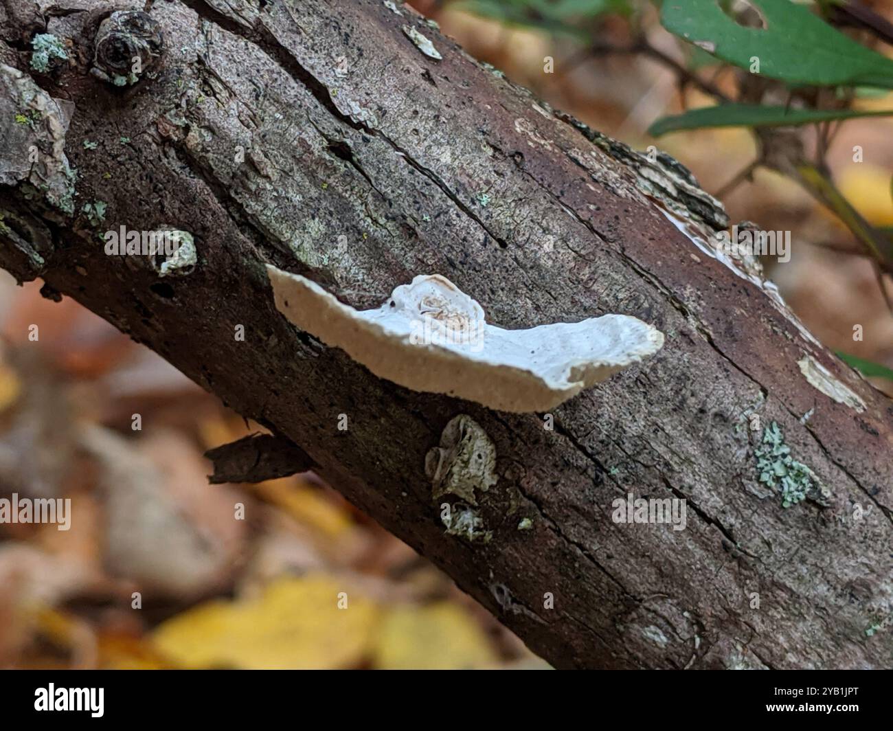 little nest polypore (Trametes conchifer) Fungi Stock Photo - Alamy