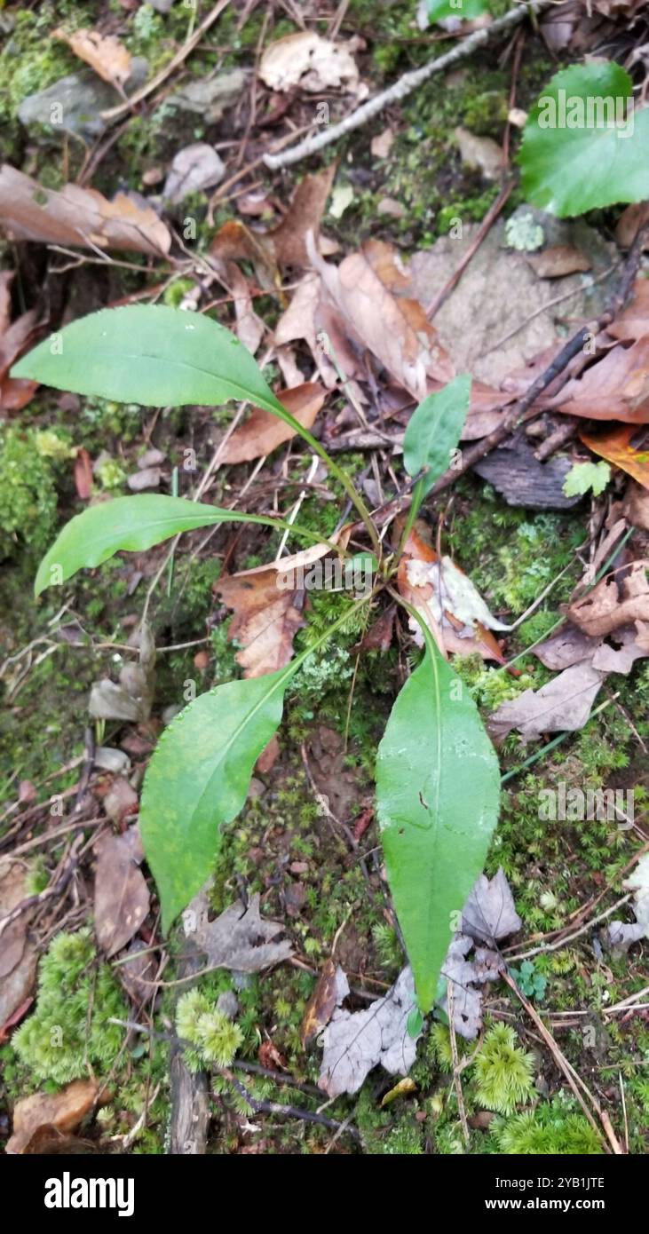 Arrow-leaved Aster (Symphyotrichum urophyllum) Plantae Stock Photo - Alamy