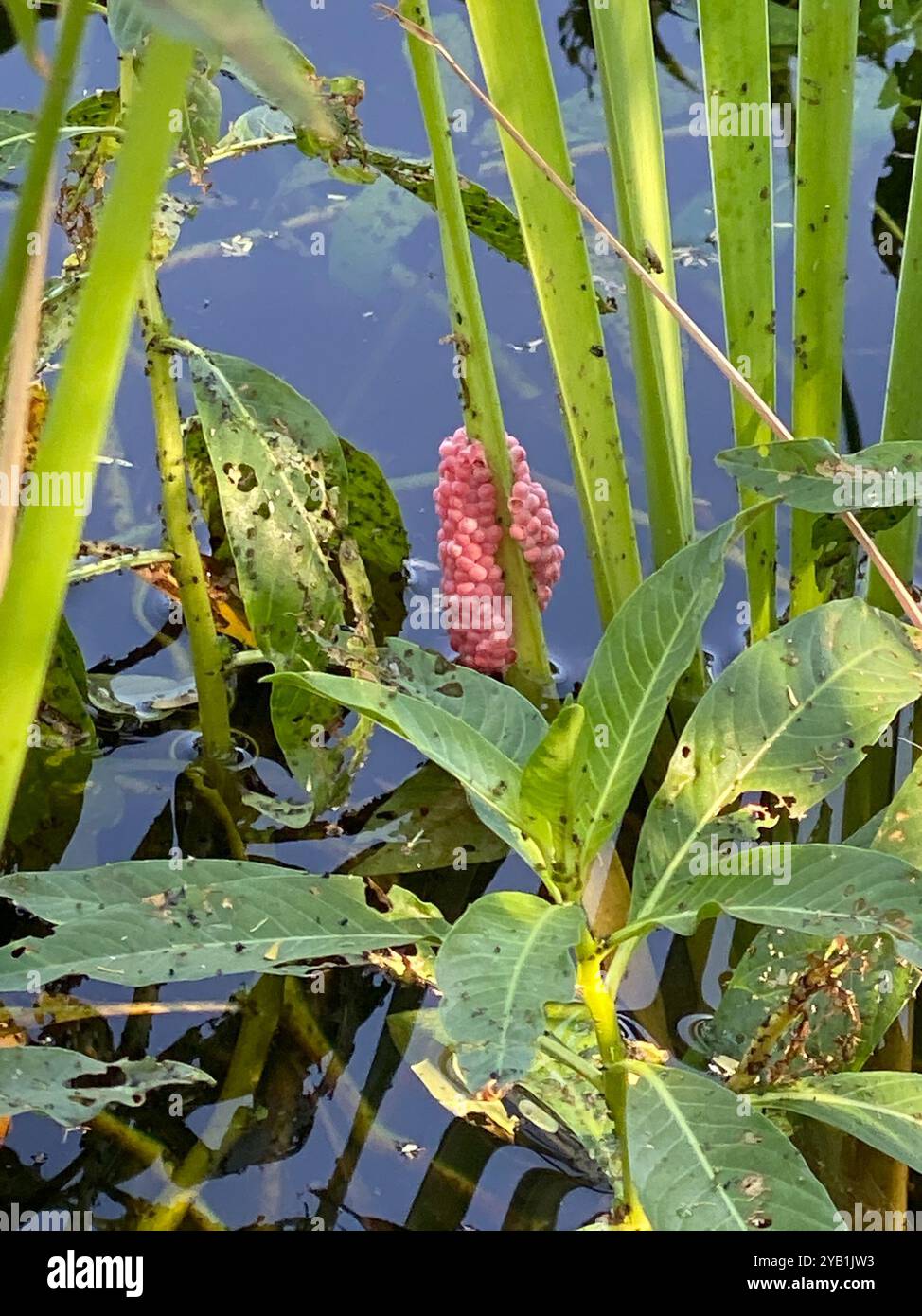 Channeled Apple Snail (Pomacea canaliculata) Mollusca Stock Photo - Alamy