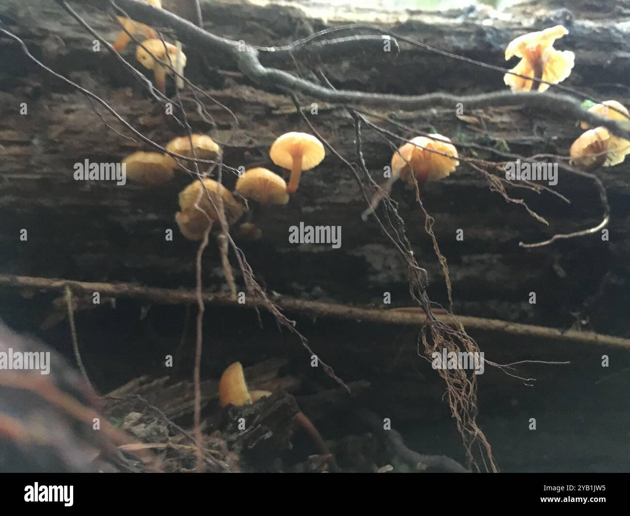 Pinewood Gingertail (Xeromphalina campanella) Fungi Stock Photo - Alamy