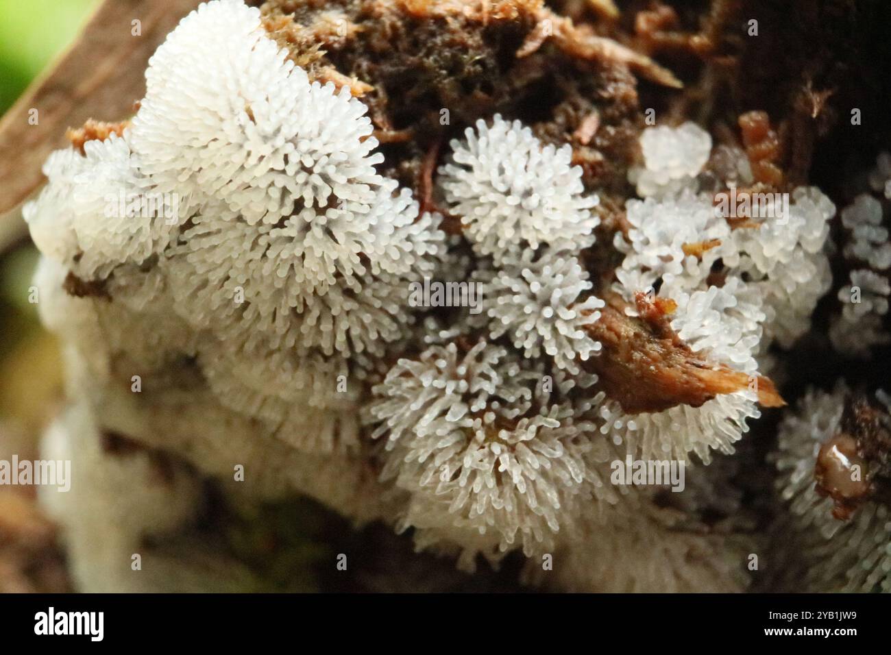 Honeycomb Coral Slime Mold (Ceratiomyxa fruticulosa) Protozoa Stock ...