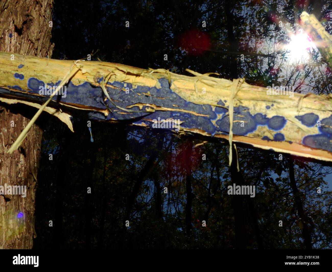 Cobalt Crust (Terana coerulea) Fungi Stock Photo - Alamy