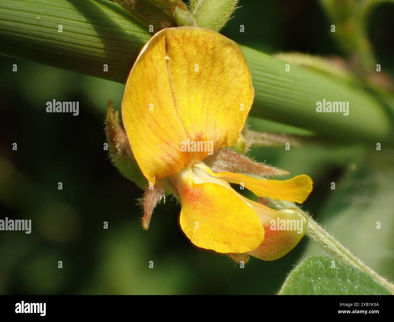 Showy Pigeonpea (Cajanus scarabaeoides) Plantae Stock Photo - Alamy