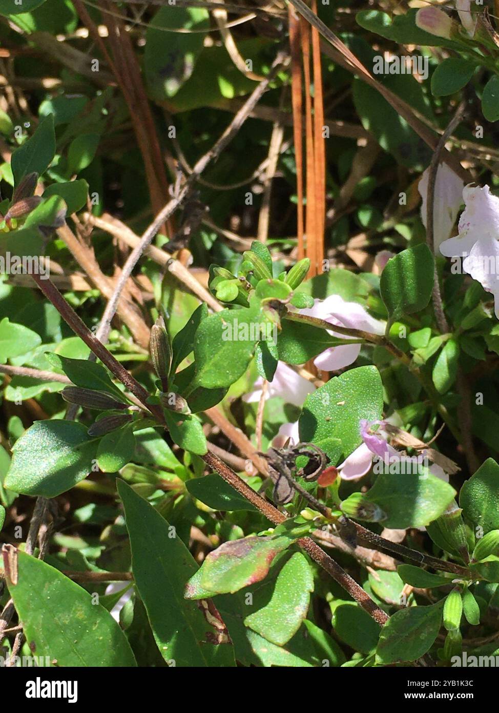 Georgia calamint (Clinopodium carolinianum) Plantae Stock Photo - Alamy