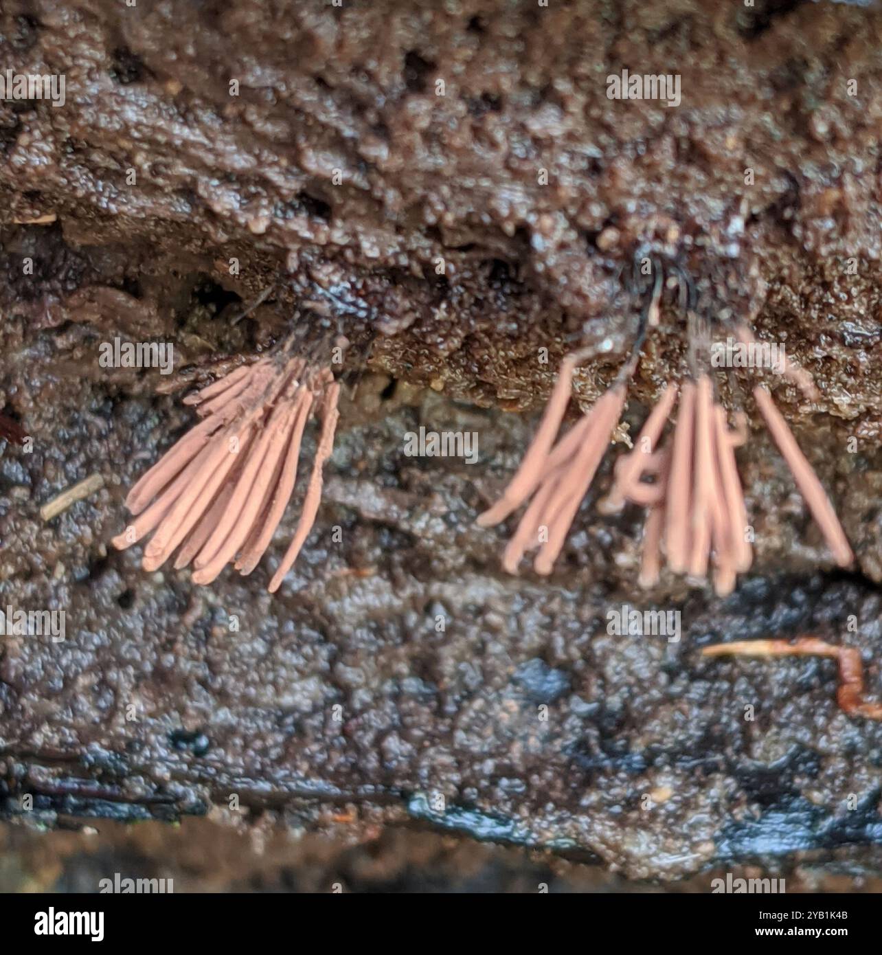 chocolate tube slime (Stemonitis splendens) Protozoa Stock Photo - Alamy