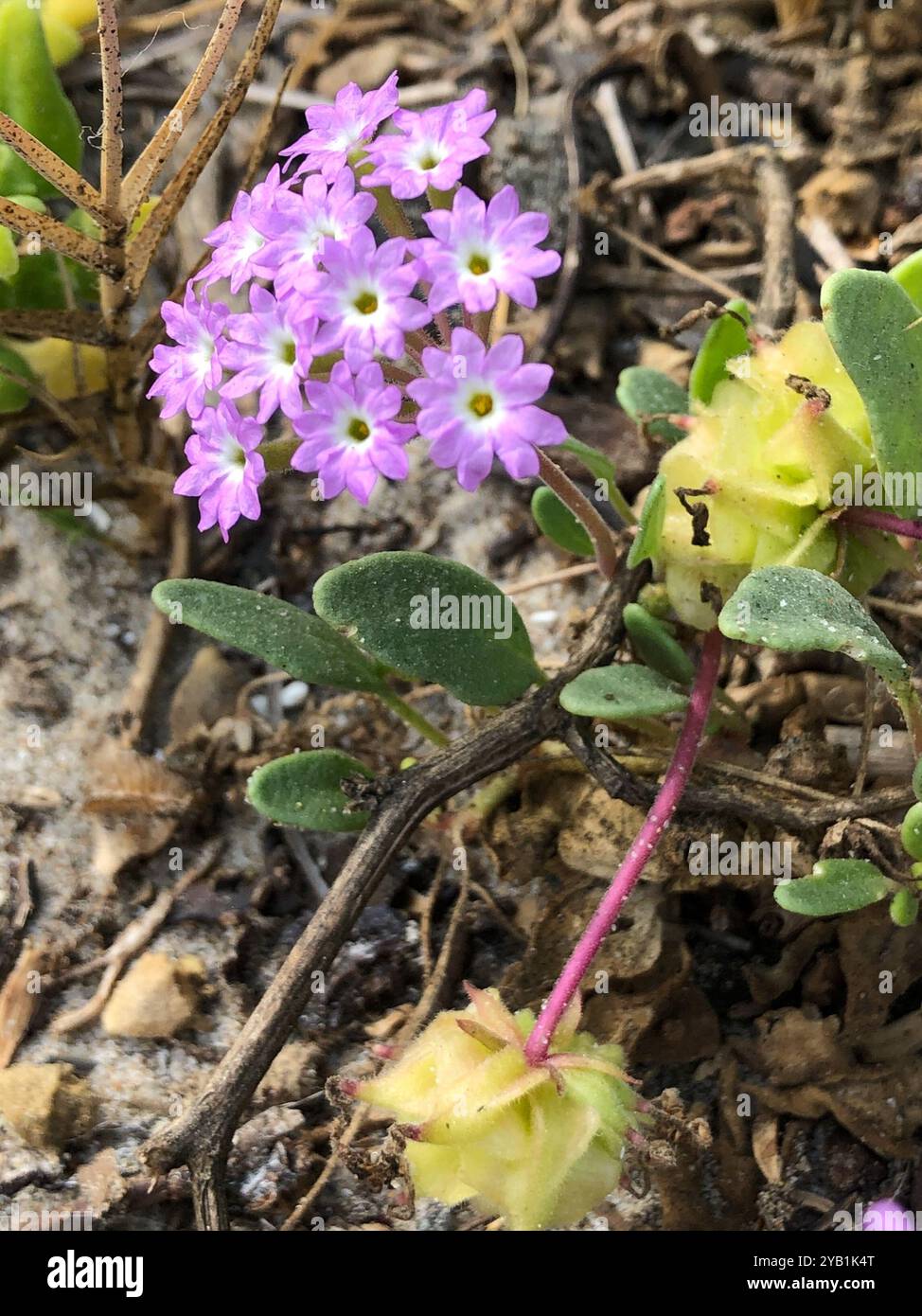 Pink Sand Verbena (Abronia umbellata) Plantae Stock Photo - Alamy
