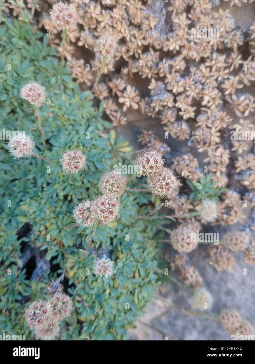 mat rock spiraea (Petrophytum caespitosum) Plantae Stock Photo - Alamy