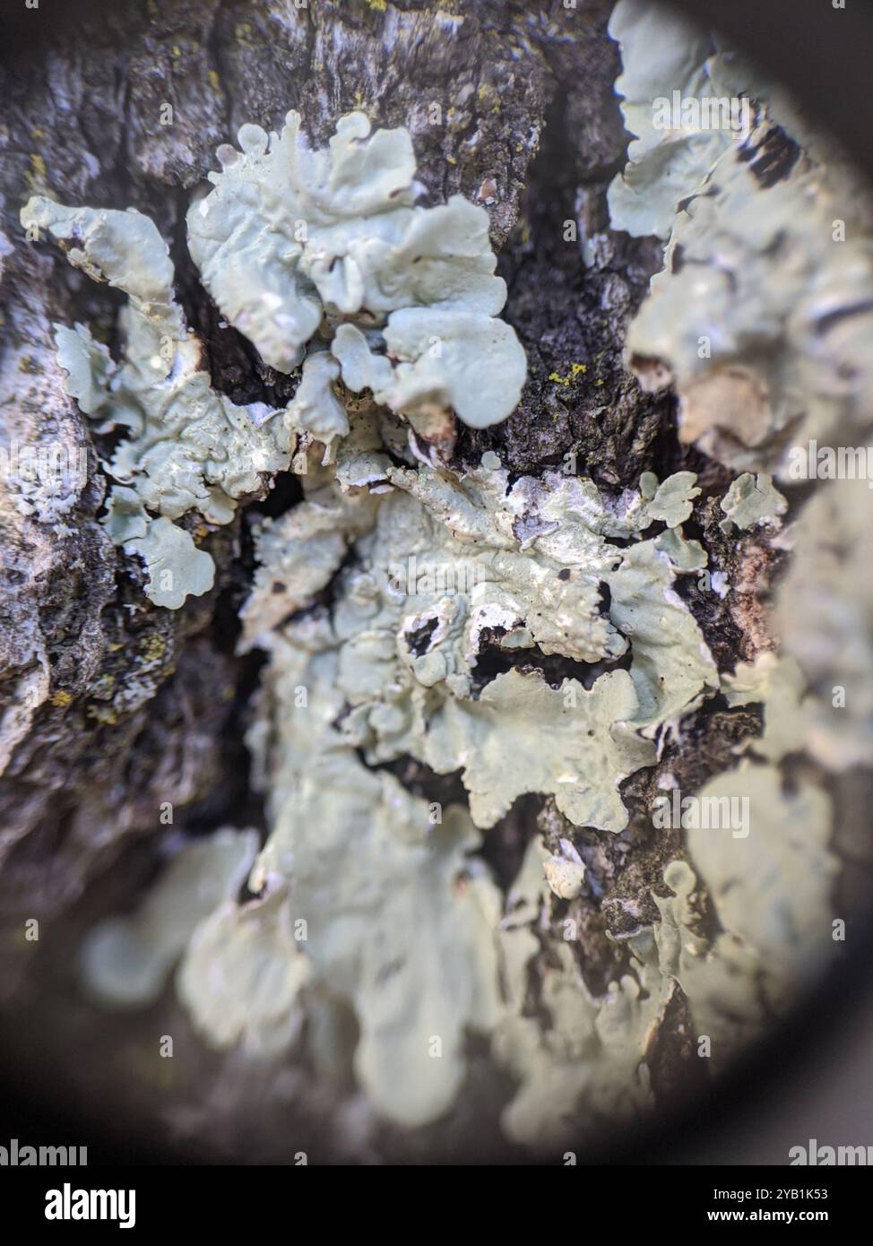 typical shield lichens (Parmelioideae) Fungi Stock Photo - Alamy