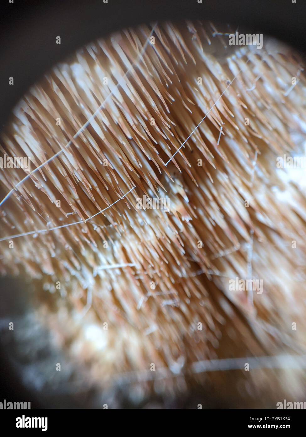 Asian Beauty (Radulomyces copelandii) Fungi Stock Photo - Alamy