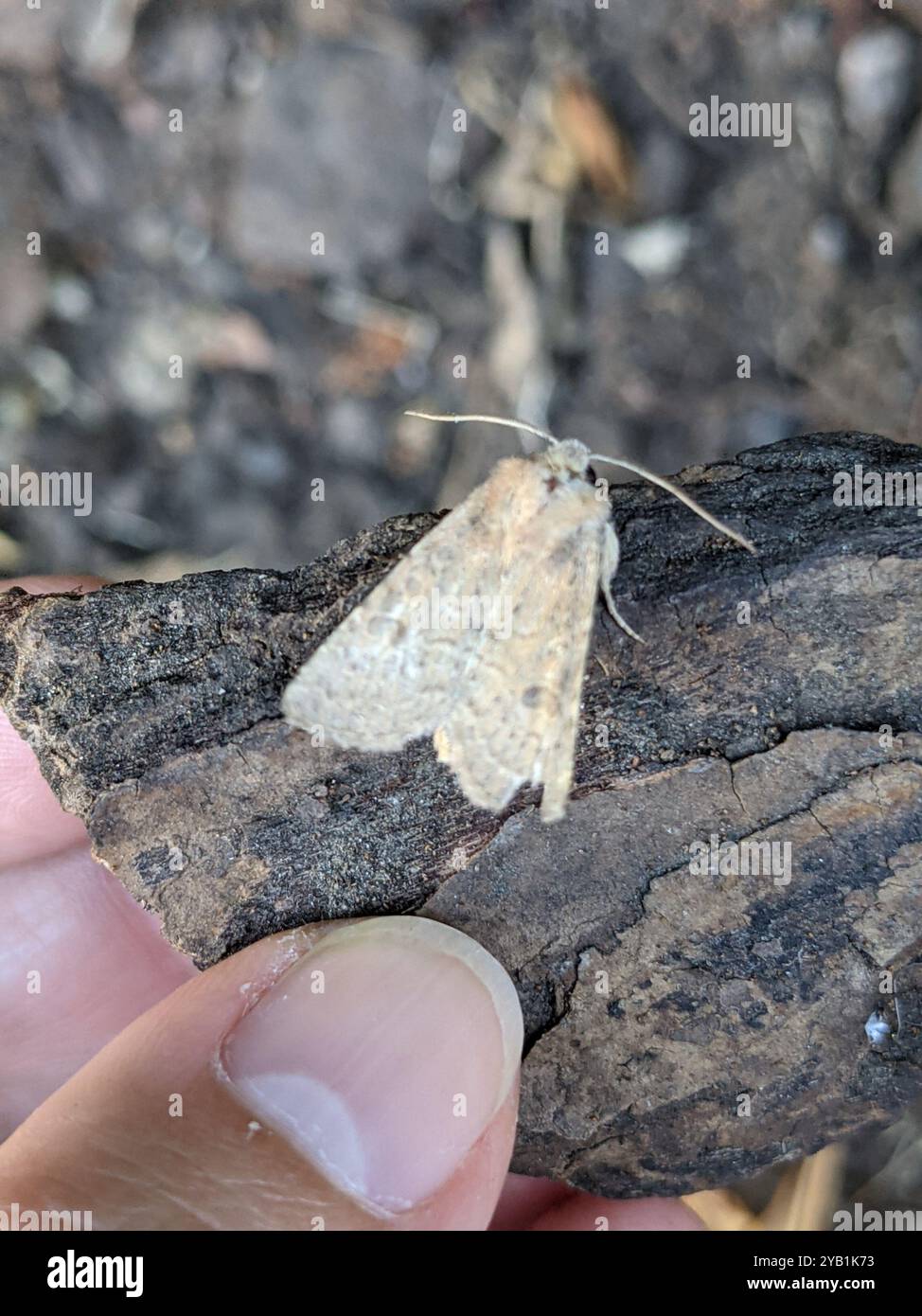 Cutworm Moths and Allies (Noctuidae) Insecta Stock Photo - Alamy