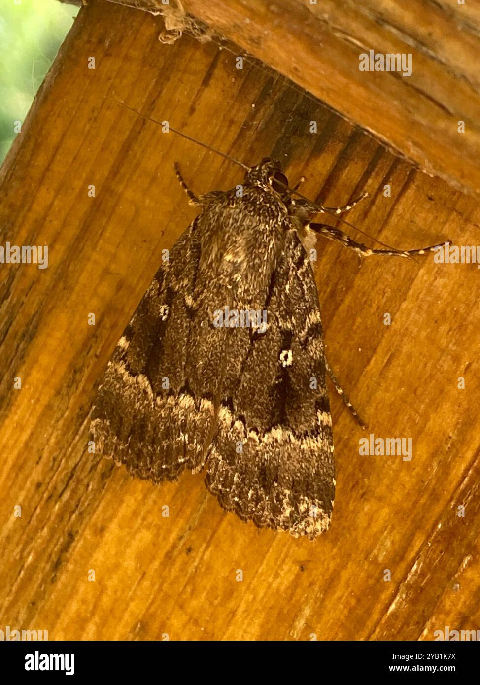 Eurasian Copper Underwing (Amphipyra pyramidea) Insecta Stock Photo - Alamy