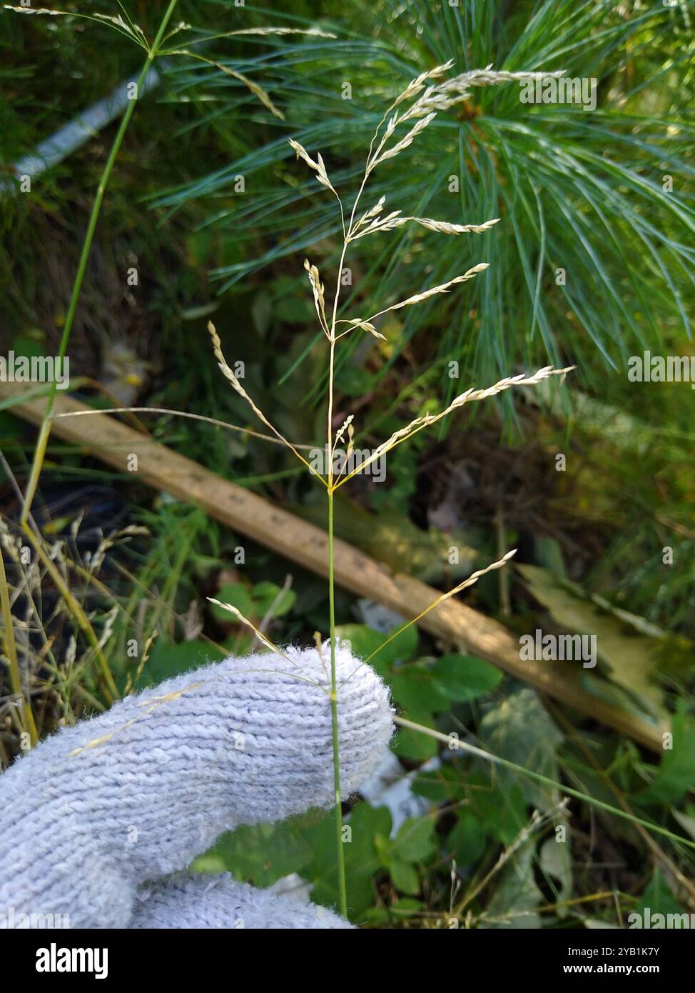 canadian bluejoint (Calamagrostis canadensis) Plantae Stock Photo - Alamy