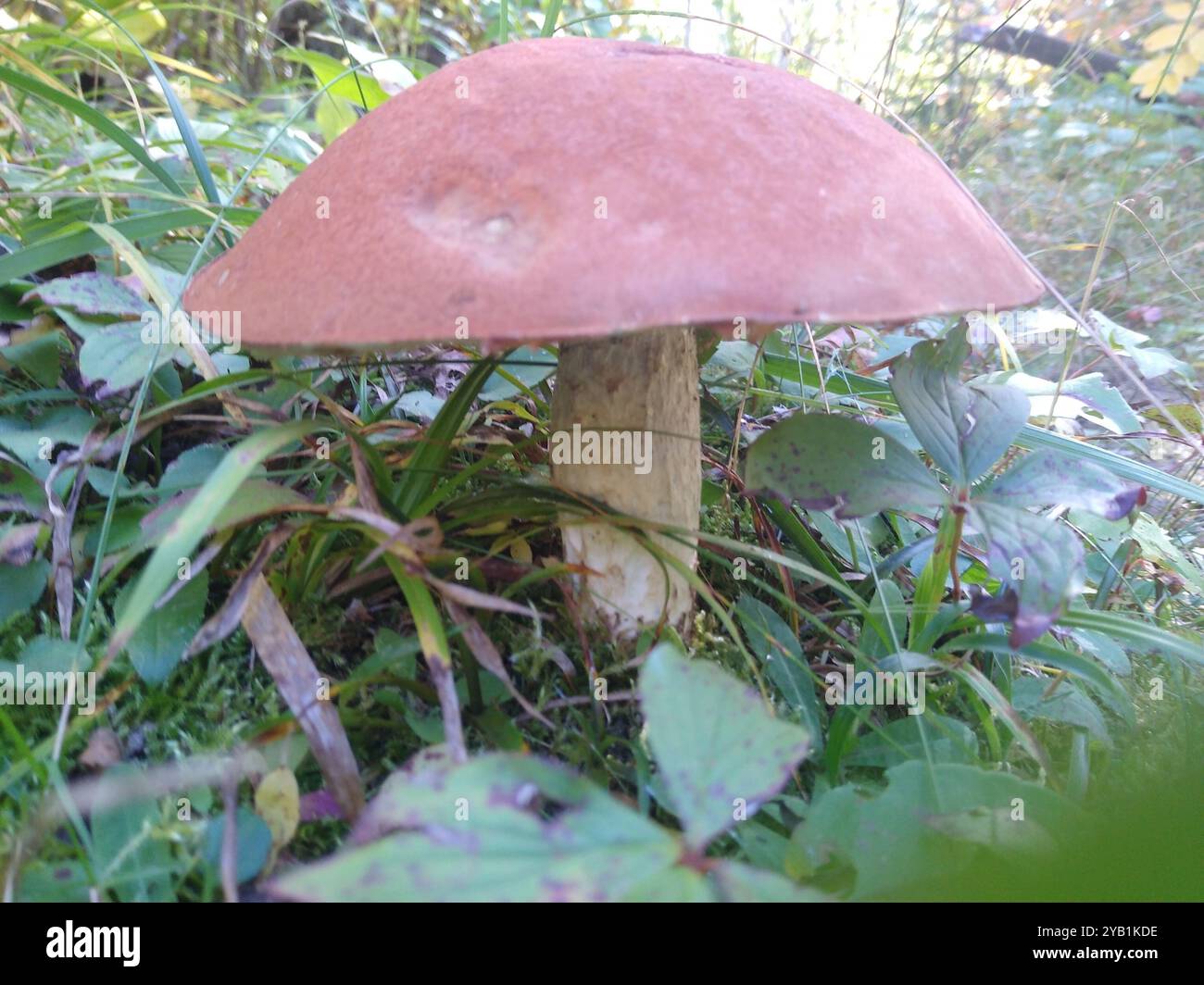 Red-capped Scaber Stalk (Leccinum aurantiacum) Fungi Stock Photo - Alamy