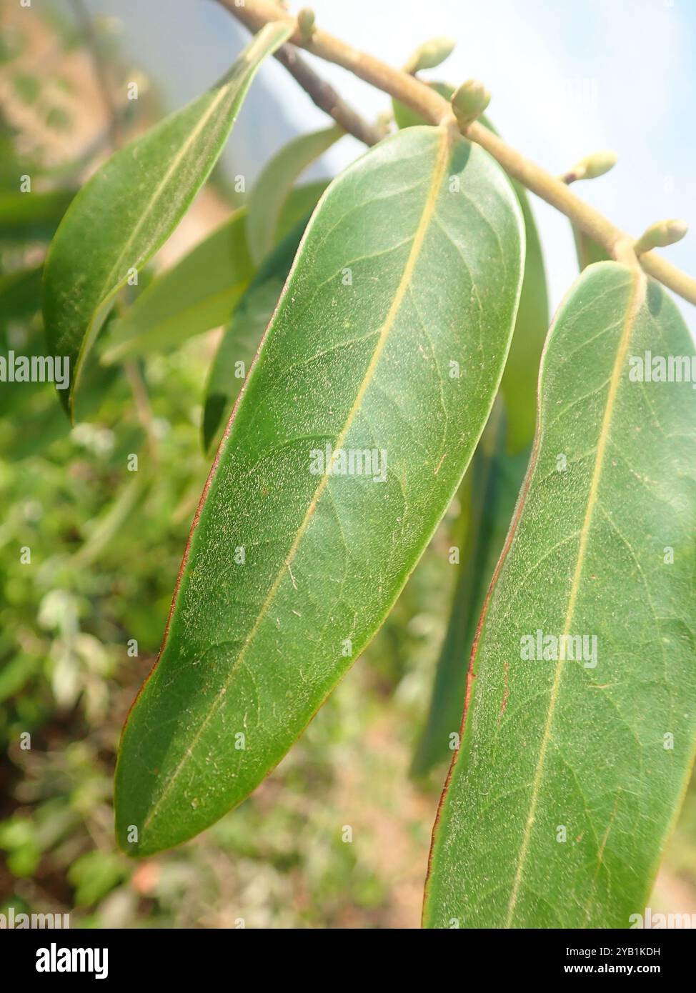 (Xylopia aromatica) Plantae Stock Photo - Alamy