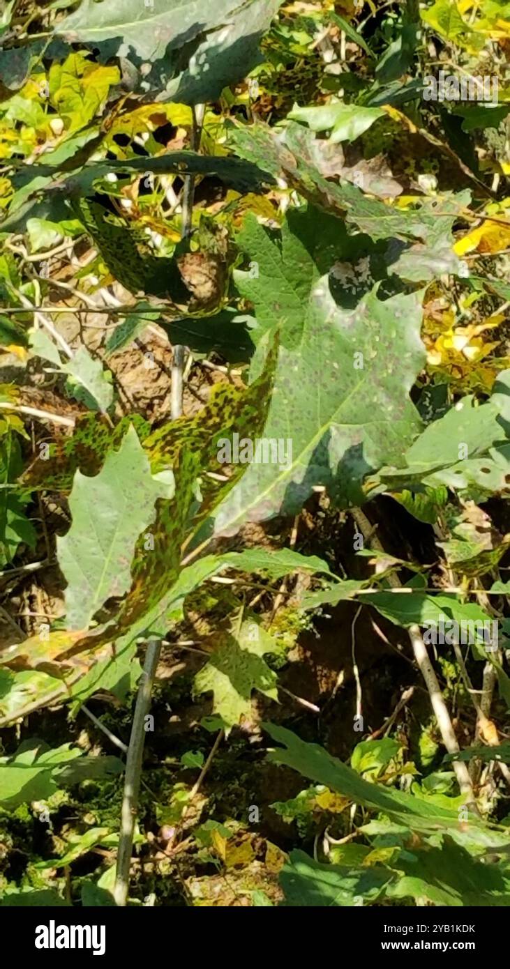 pale Indian plantain (Arnoglossum atriplicifolium) Plantae Stock Photo ...