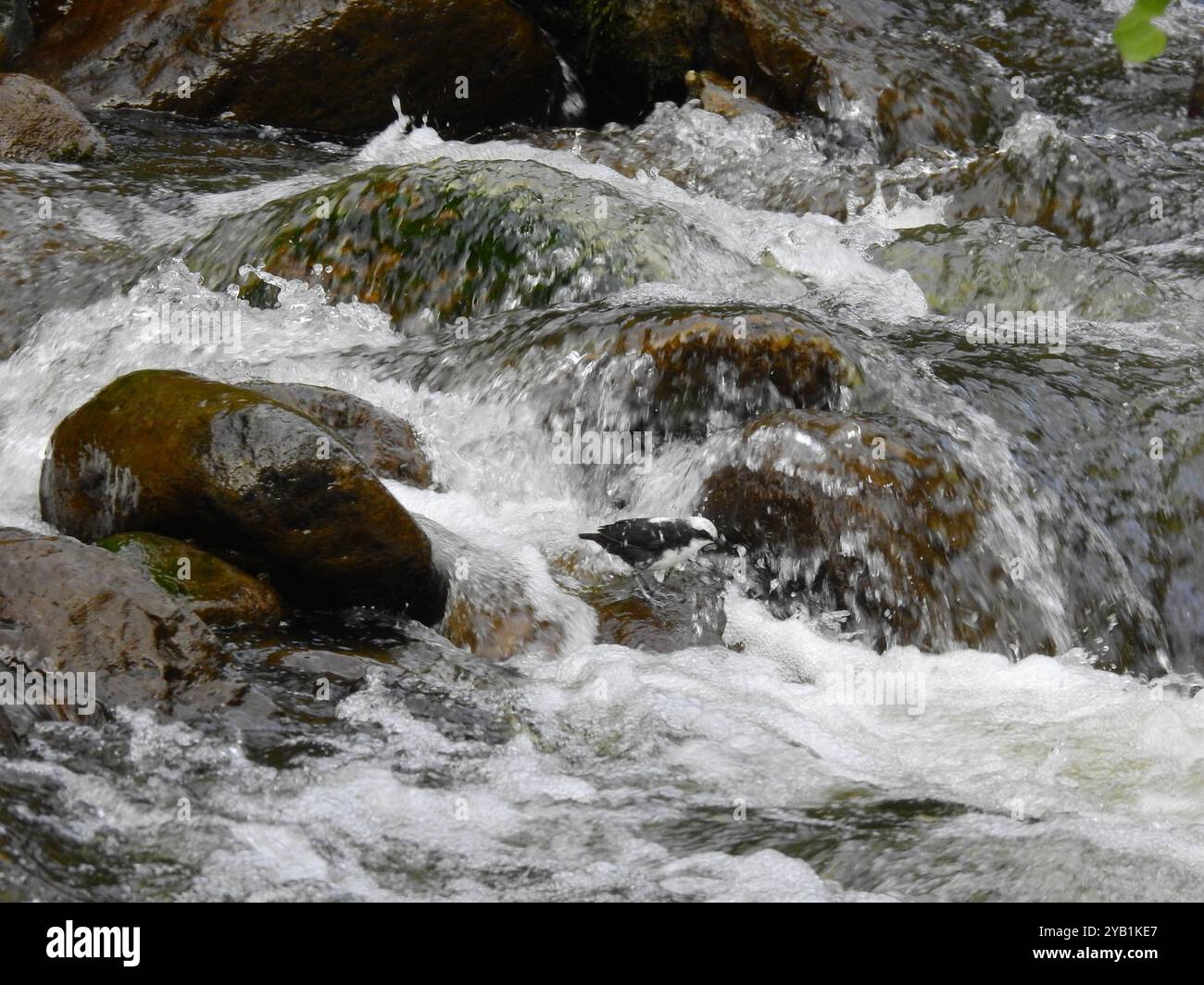 White-capped Dipper (Cinclus leucocephalus) Aves Stock Photo - Alamy