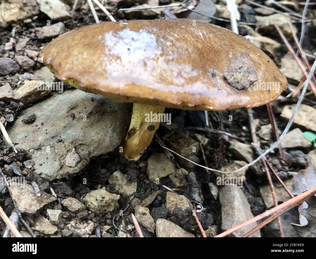 Slippery Jacks (Suillus) Fungi Stock Photo - Alamy