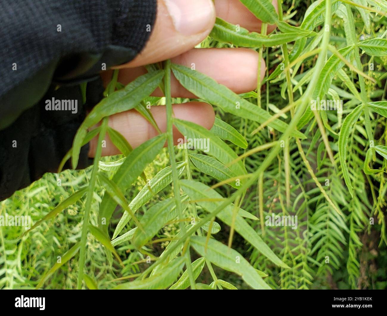Peruvian Pepper Tree (Schinus molle) Plantae Stock Photo - Alamy