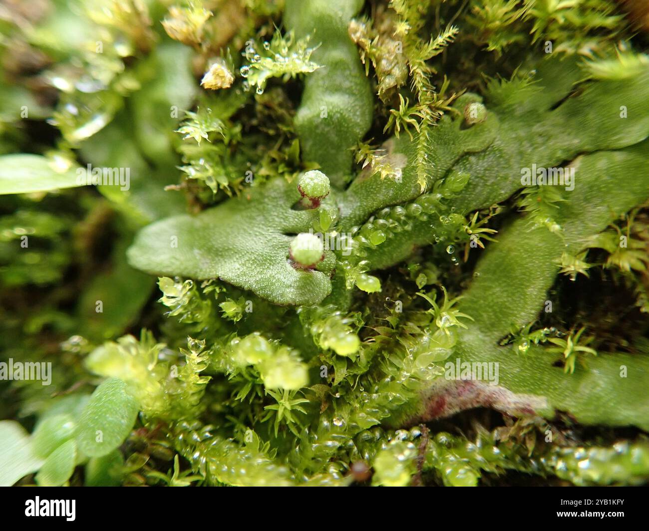 Hemisphaeric Liverwort (Reboulia hemisphaerica) Plantae Stock Photo - Alamy