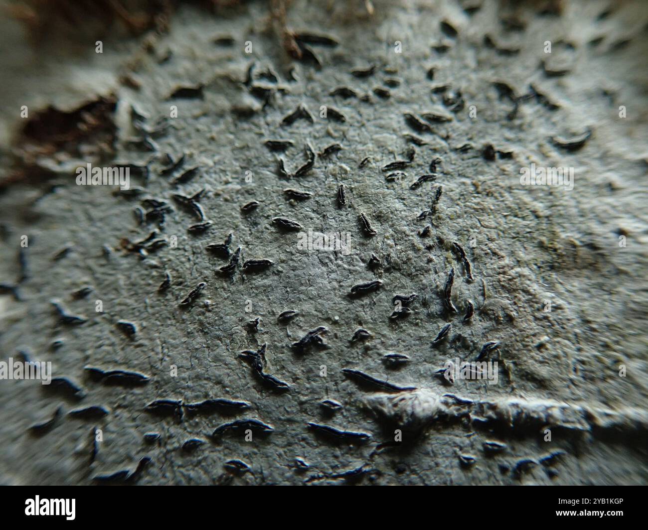 Common Script Lichen (Graphis scripta) Fungi Stock Photo - Alamy