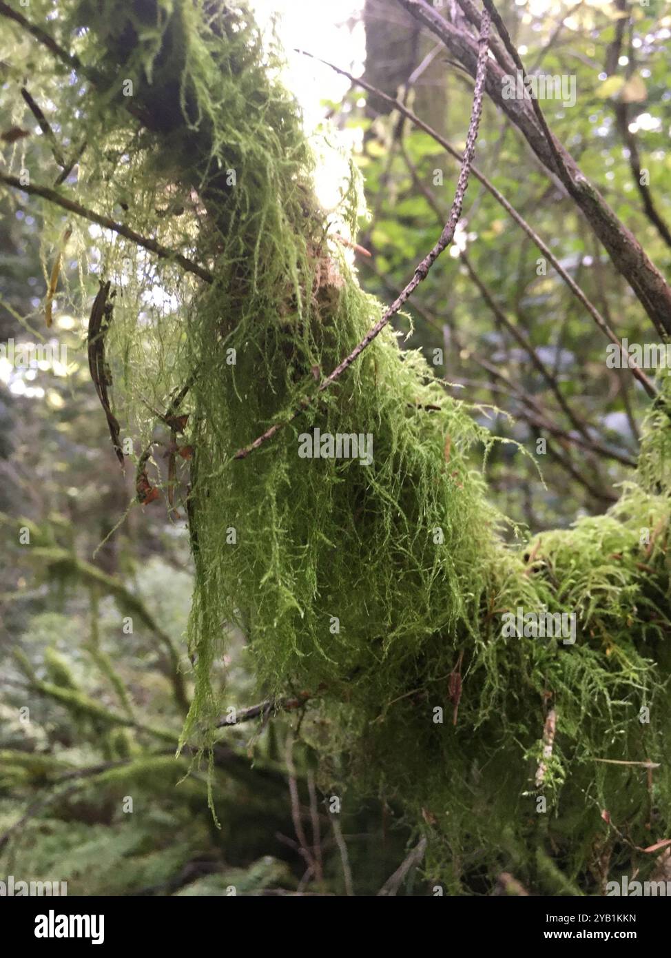 Cat's Tail Moss (Pseudisothecium stoloniferum) Plantae Stock Photo - Alamy