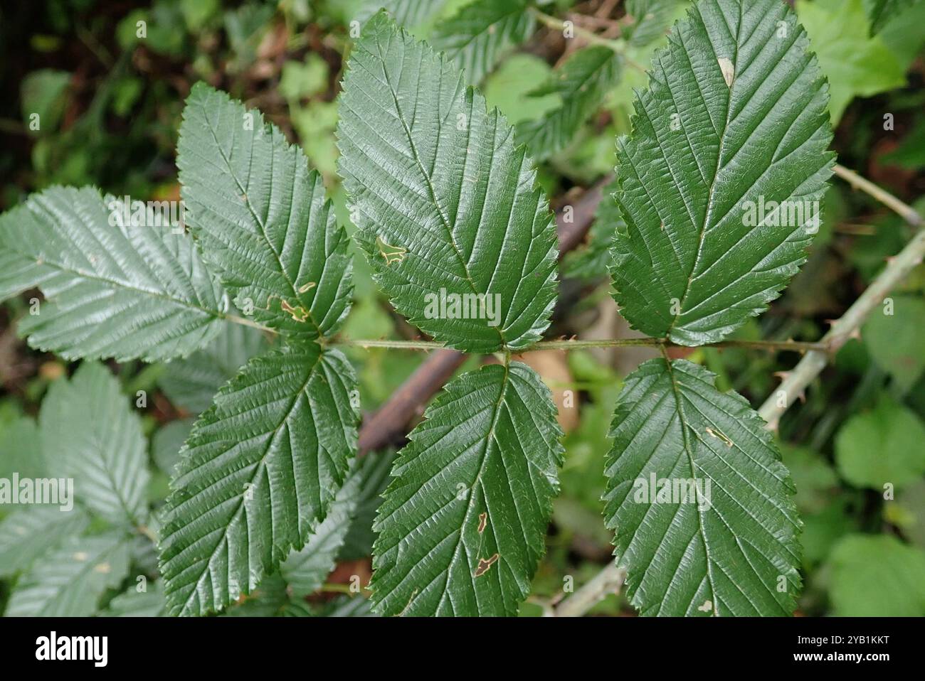 South African Raspberry (Rubus pinnatus) Plantae Stock Photo - Alamy