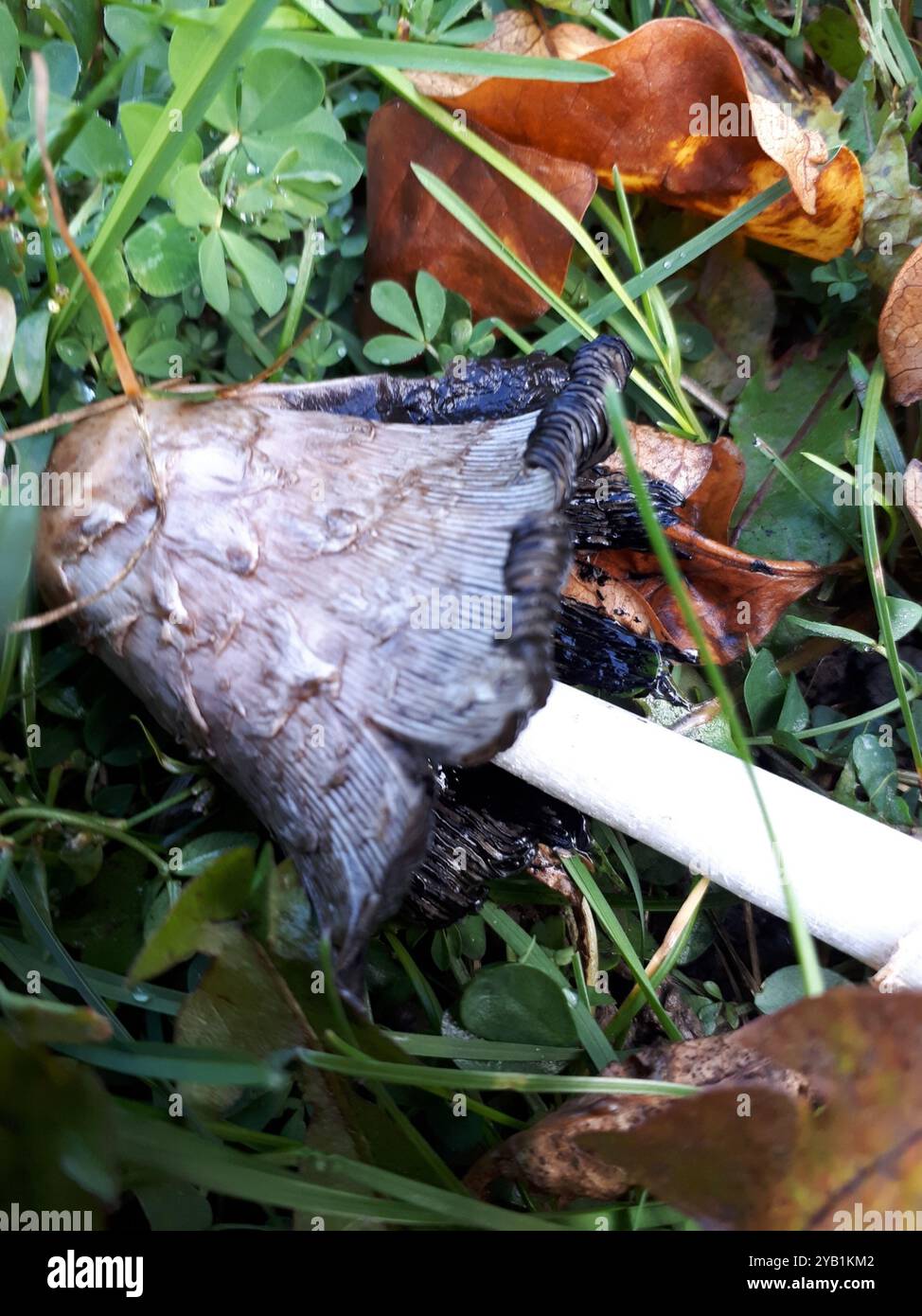 inky caps (Coprinus) Fungi Stock Photo - Alamy
