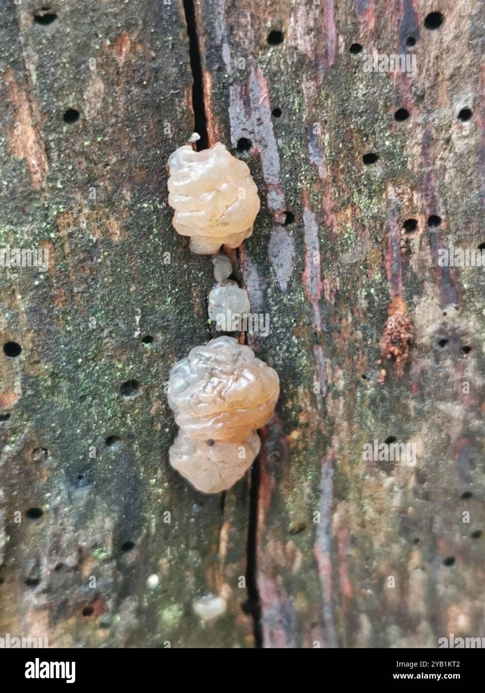 Crystal Brain Fungus (Myxarium nucleatum) Fungi Stock Photo - Alamy