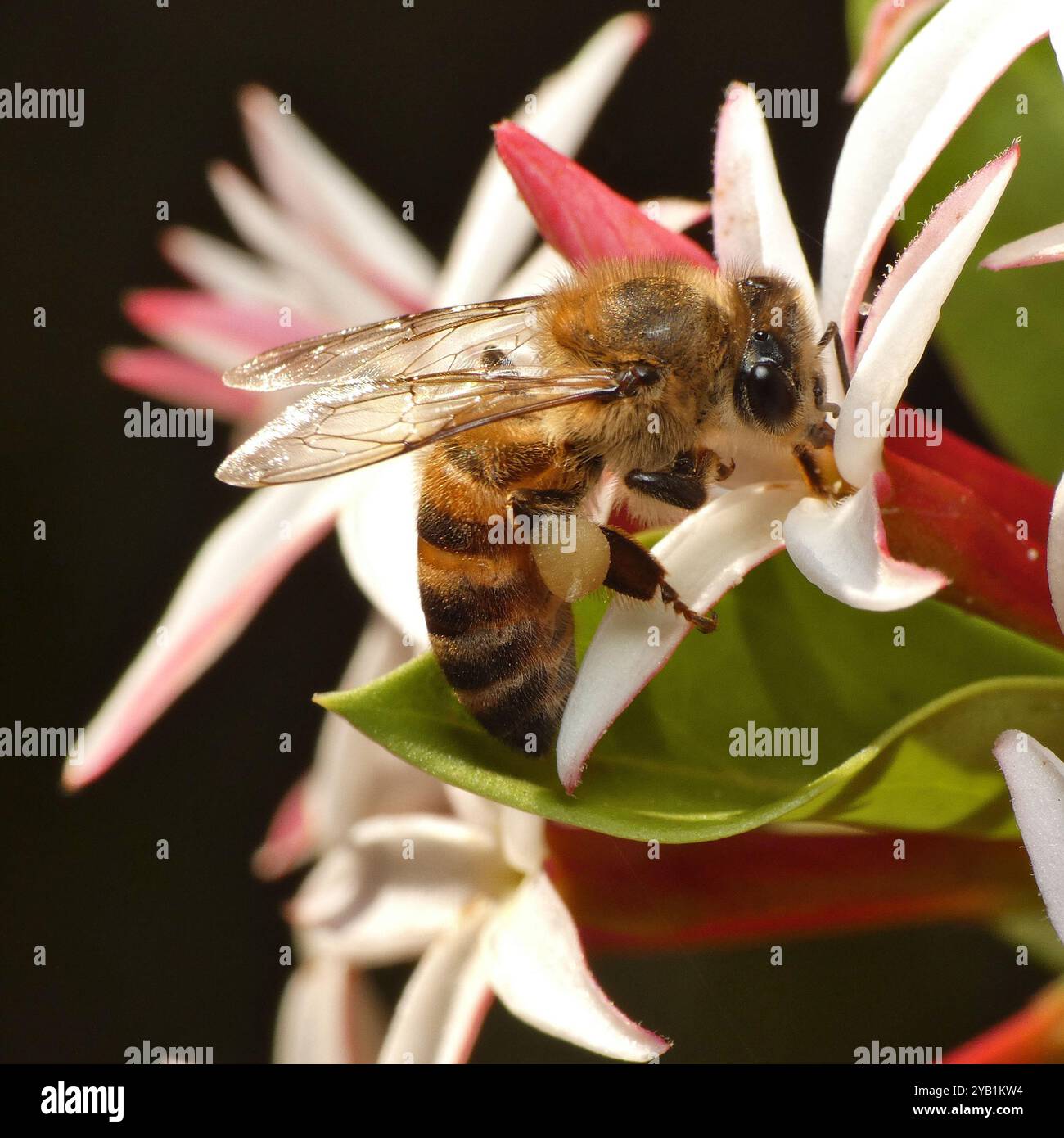 Western Honey Bee (Apis mellifera) Insecta Stock Photo - Alamy