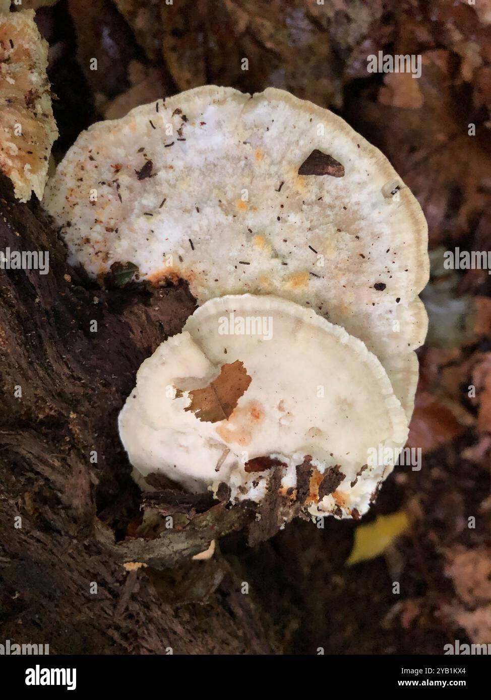 green cheese polypore (Fomitopsis spraguei) Fungi Stock Photo - Alamy