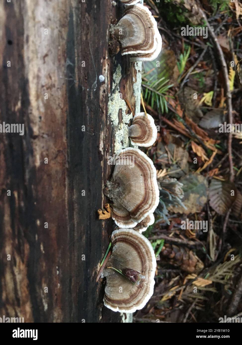 turkey-tail (Trametes versicolor) Fungi Stock Photo - Alamy