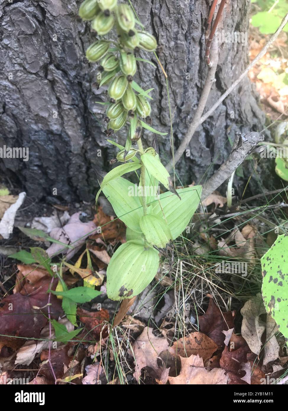 Broad-leaved helleborine (Epipactis helleborine) Plantae Stock Photo ...