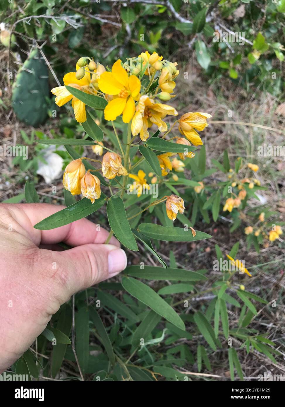 Two-leaved Senna (Senna roemeriana) Plantae Stock Photo - Alamy