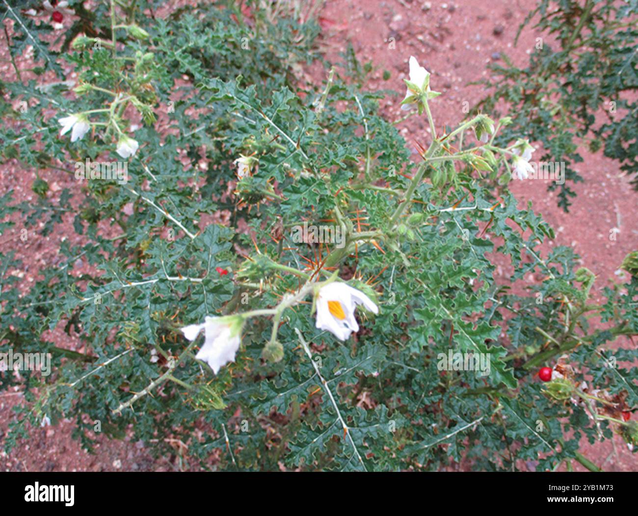 Red Buffalo-bur (Solanum sisymbriifolium) Plantae Stock Photo - Alamy