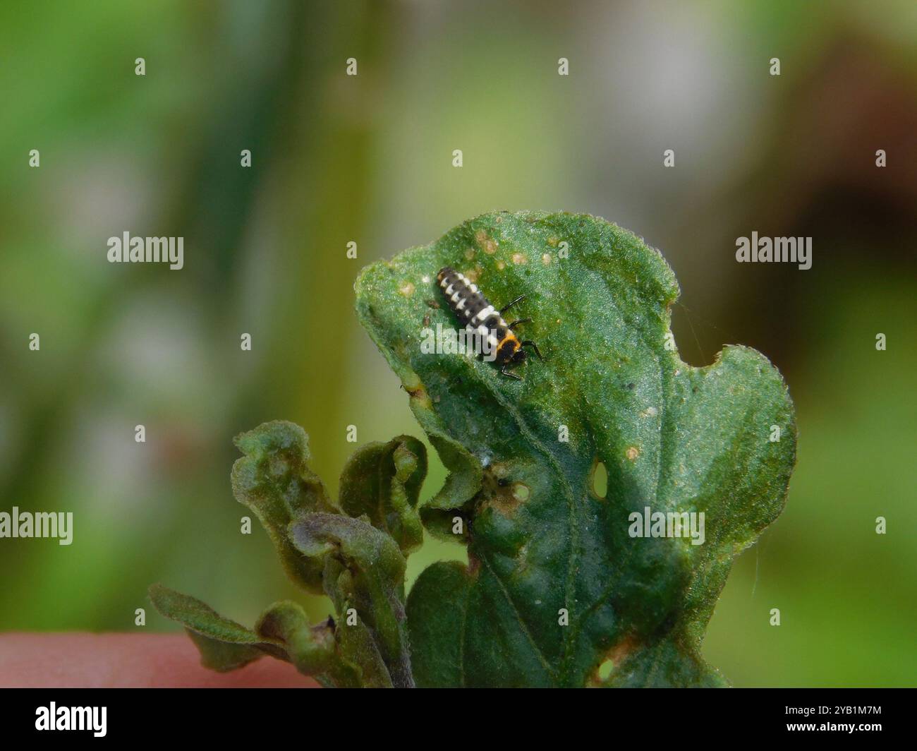 Eriopis hi-res stock photography and images - Alamy