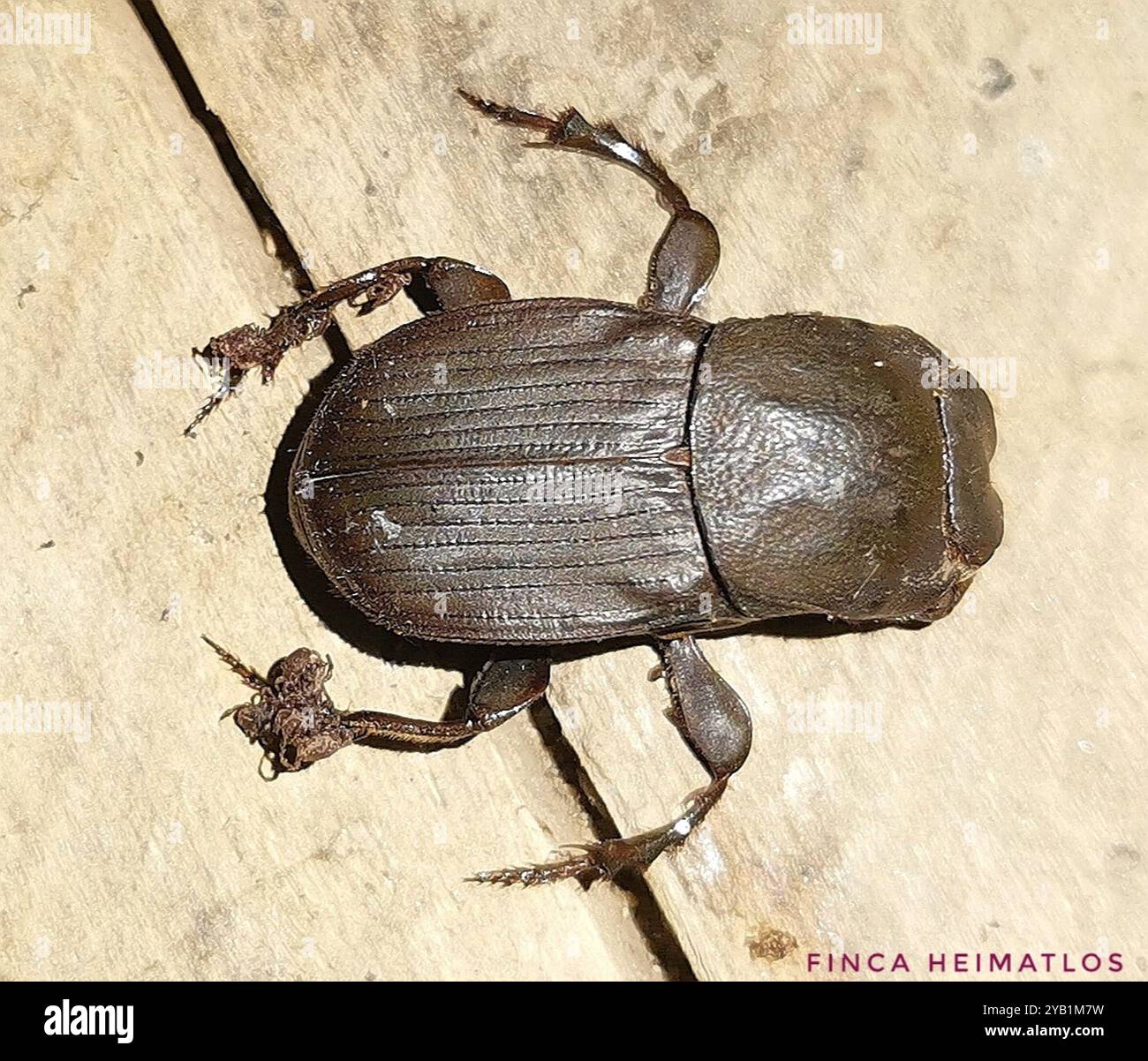Dung Beetles (Scarabaeinae) Insecta Stock Photo - Alamy