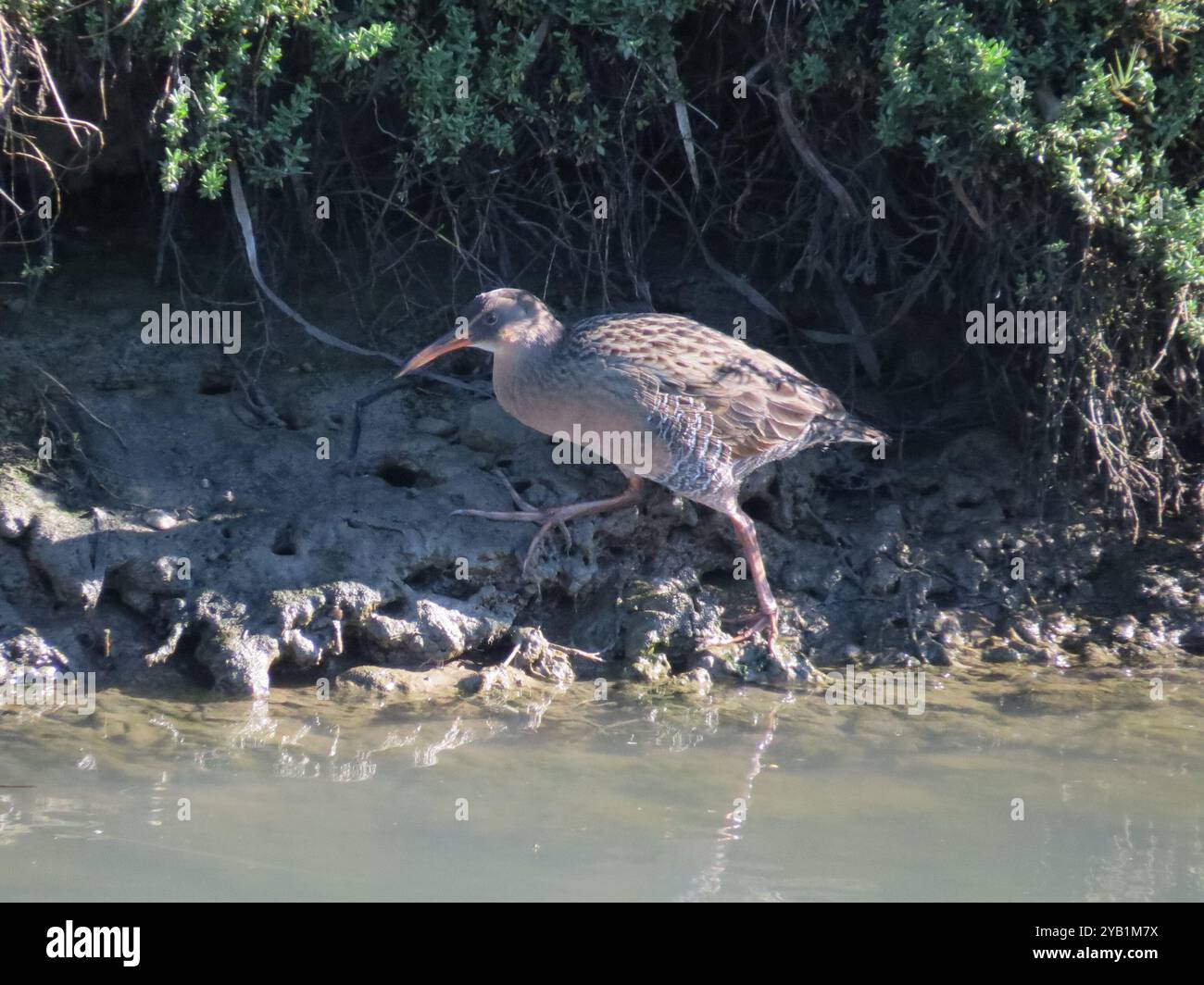 Ridgway's Rail (Rallus obsoletus) Aves Stock Photo - Alamy