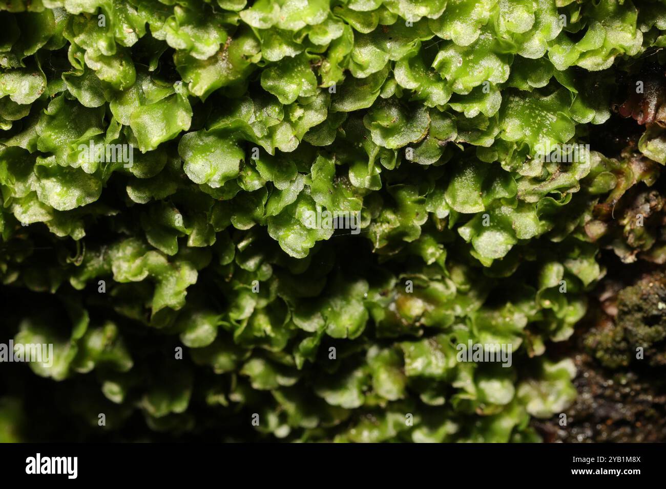 common pellia (Pellia epiphylla) Plantae Stock Photo - Alamy