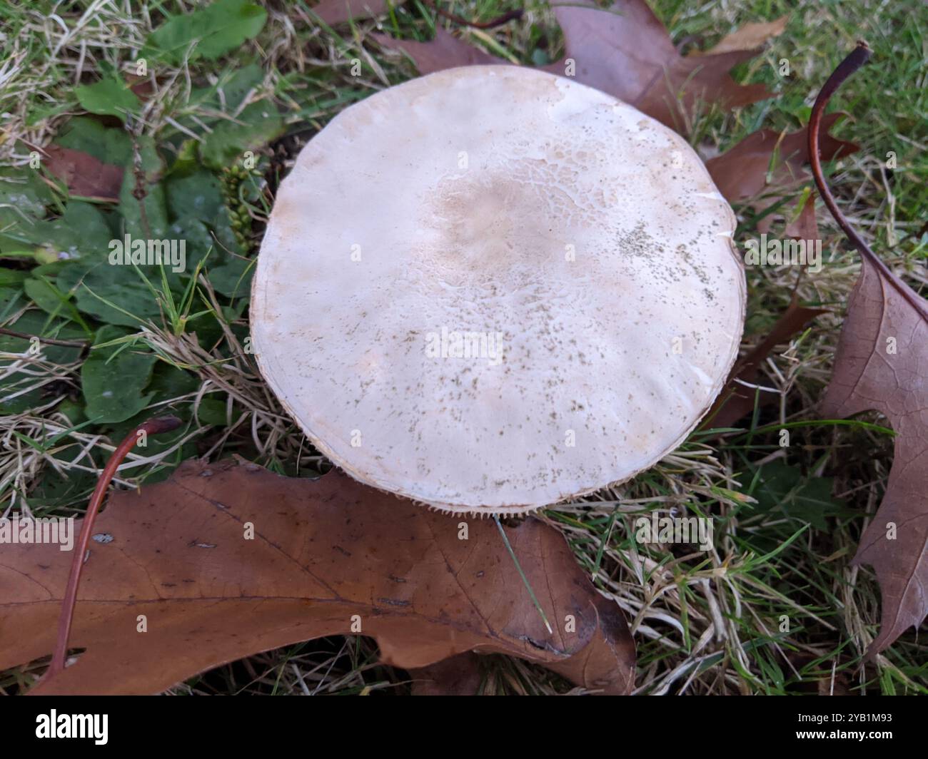 White Dapperling (Leucoagaricus leucothites) Fungi Stock Photo - Alamy