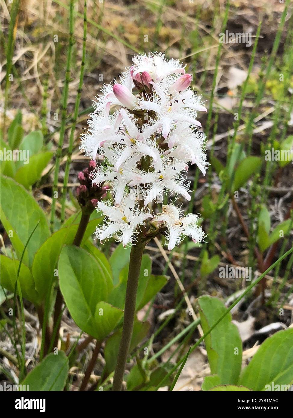 Bogbean (Menyanthes trifoliata) Plantae Stock Photo - Alamy